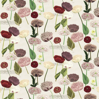 Poppy Study - Icon Radford