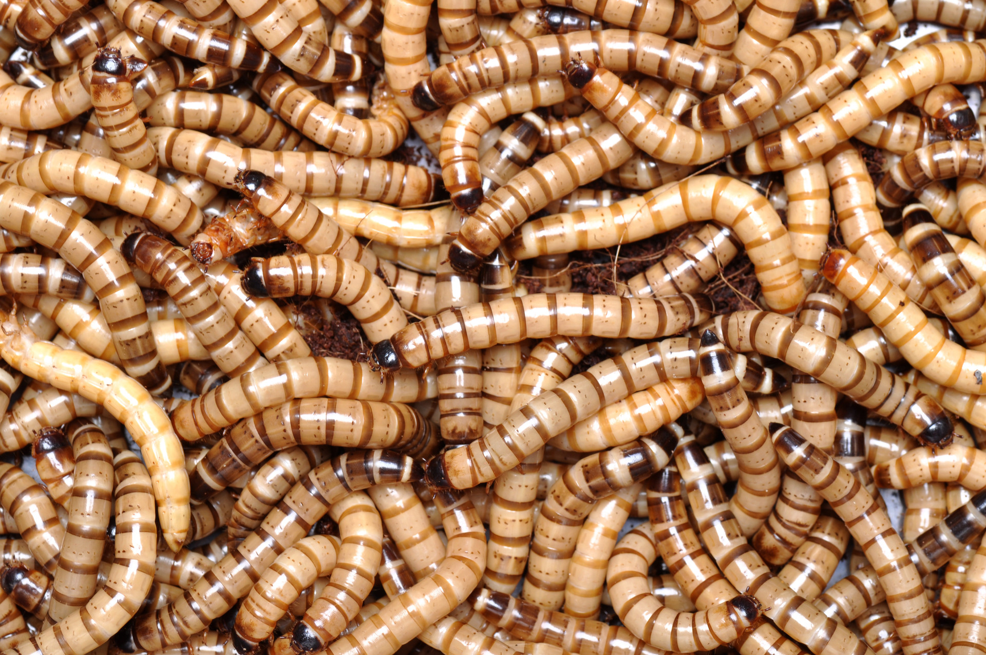 Fluker's Cricket Farms - Live Crickets Feeder Insects Online Delivered ...