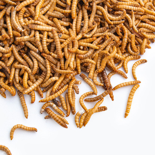 Bulk Freeze-Dried Insects