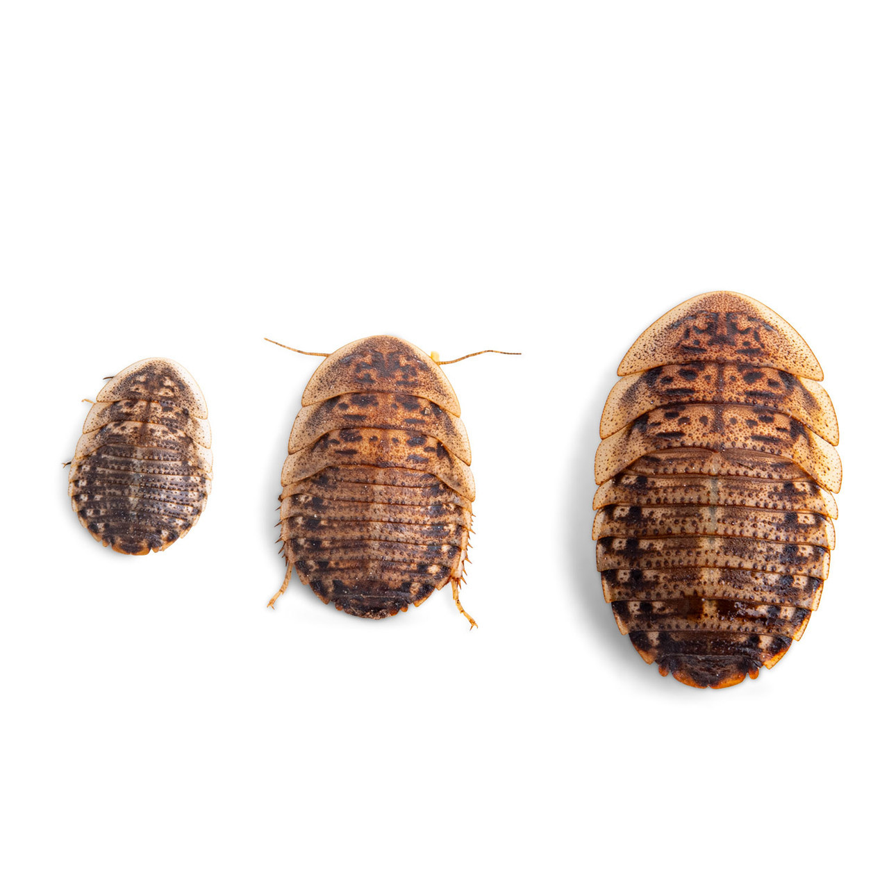 Dubia Roaches - Delivered to Your Door