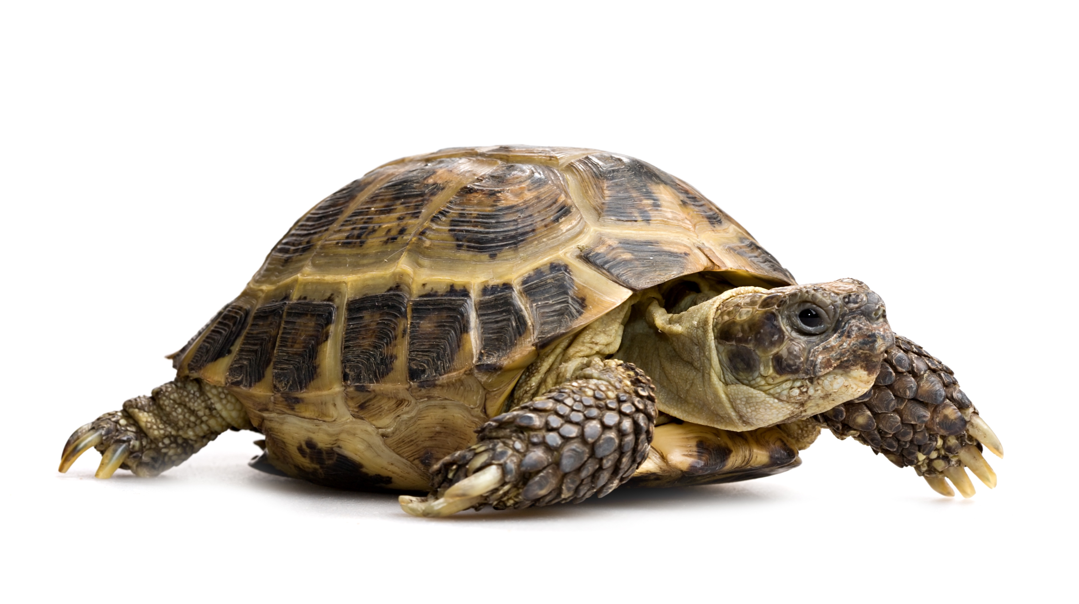 Turtles and Tortoises: Fun Facts and Pet Care Tutorials - Fluker's ...