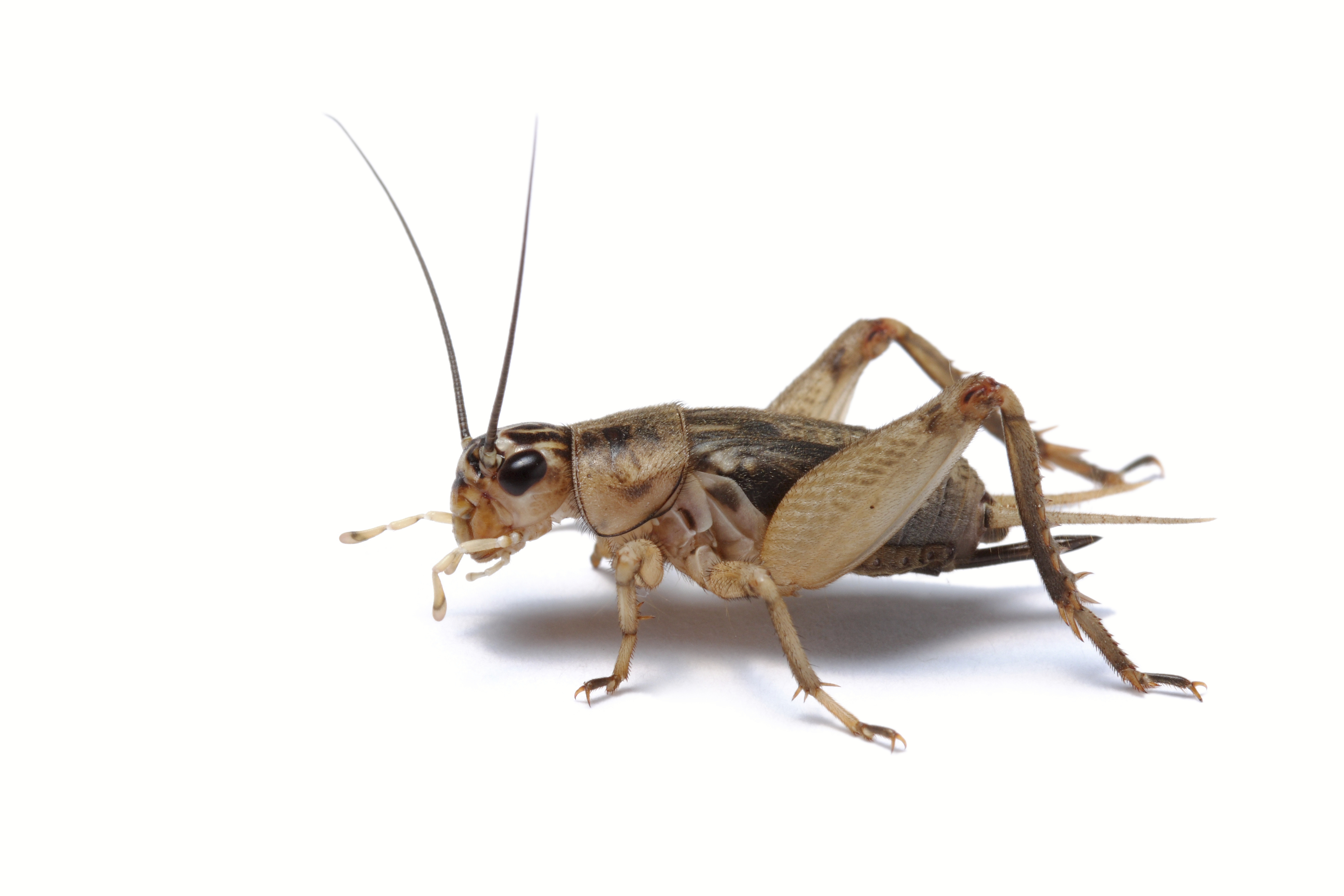 The Benefits of Gut-Loading Insects - Fluker's Cricket Farm