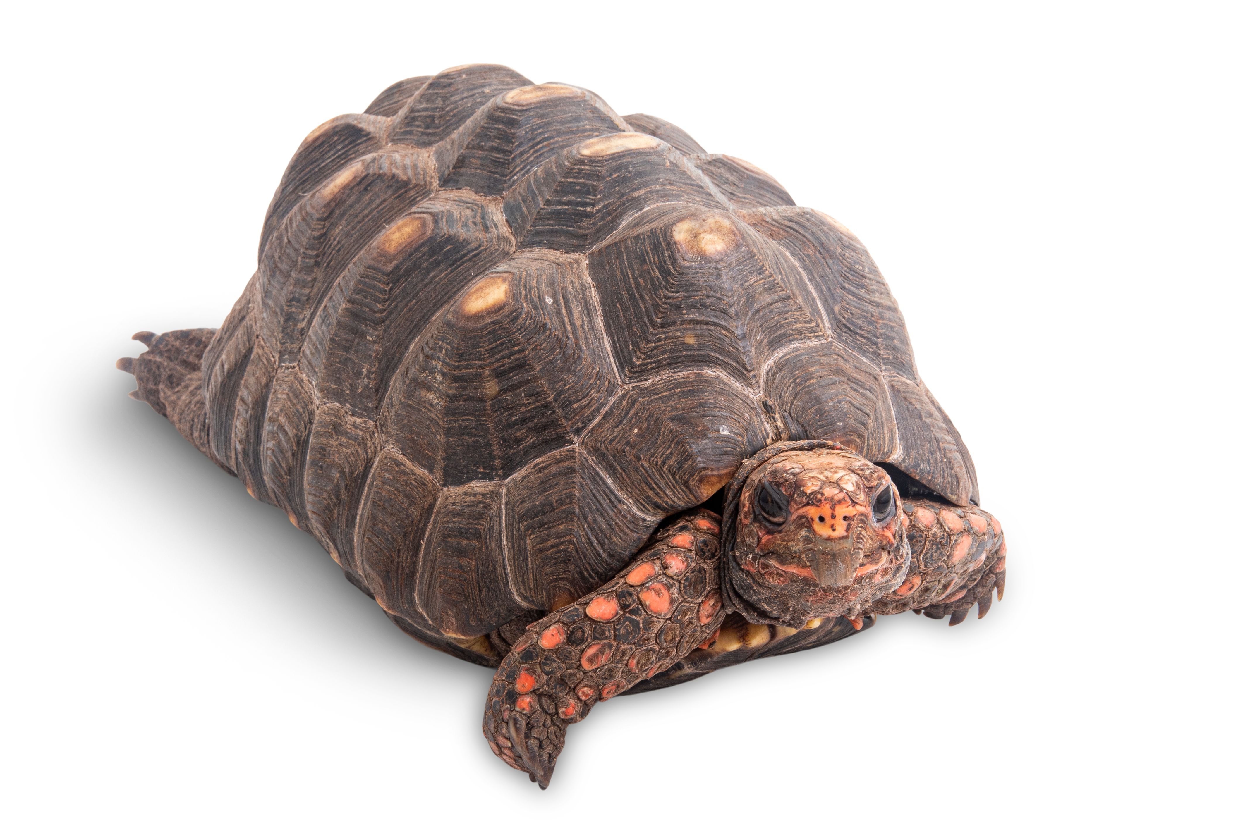 What do I need to know before buying a pet tortoise? - Fluker's Cricket ...