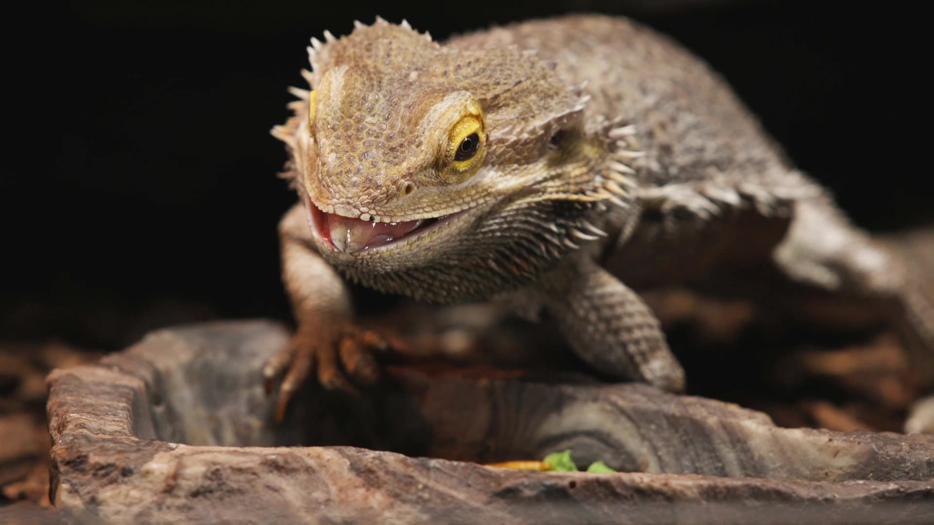 Safe Conditions for Your Pet Reptiles and Amphibians - Fluker's Cricket ...