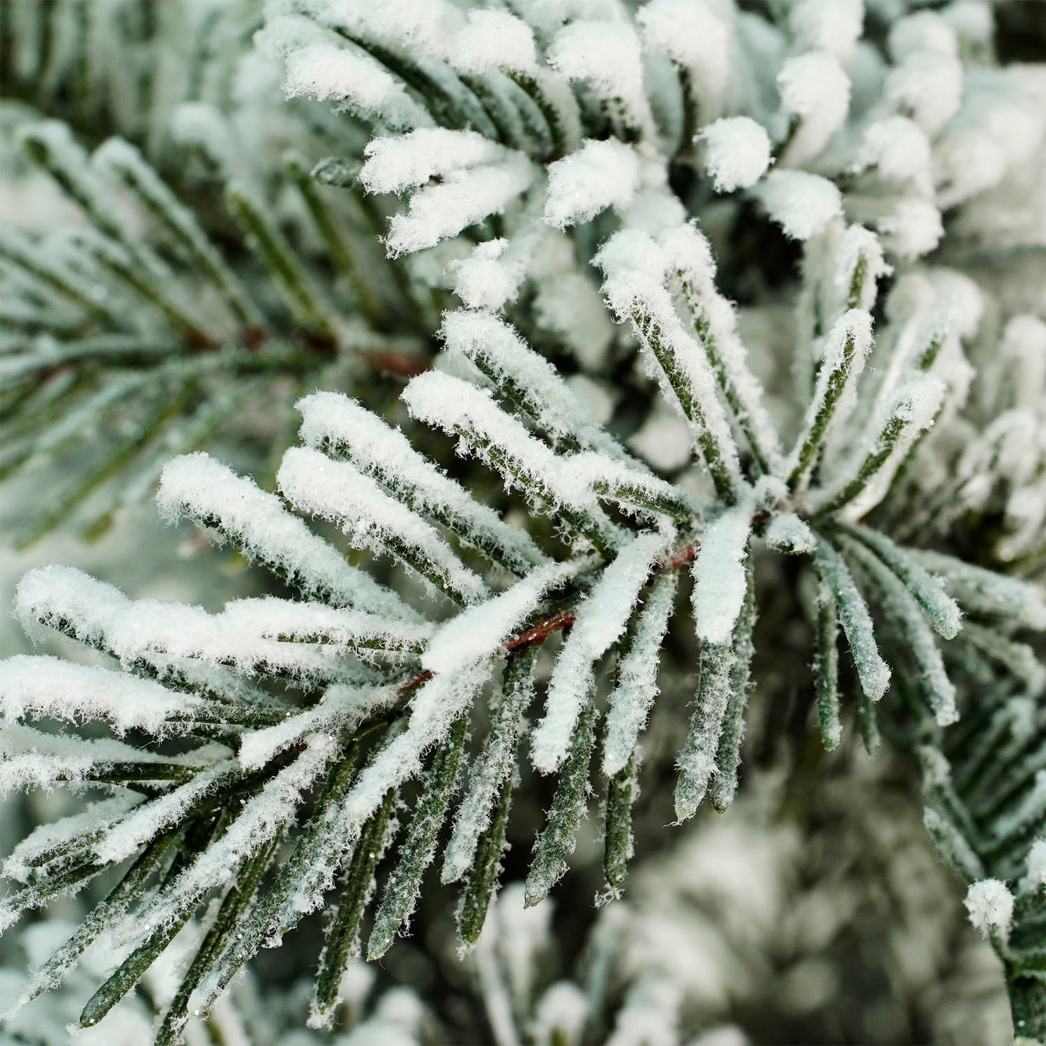 20" Flocked White & Green Artificial Pine Tree with a Pot | Christmas ...