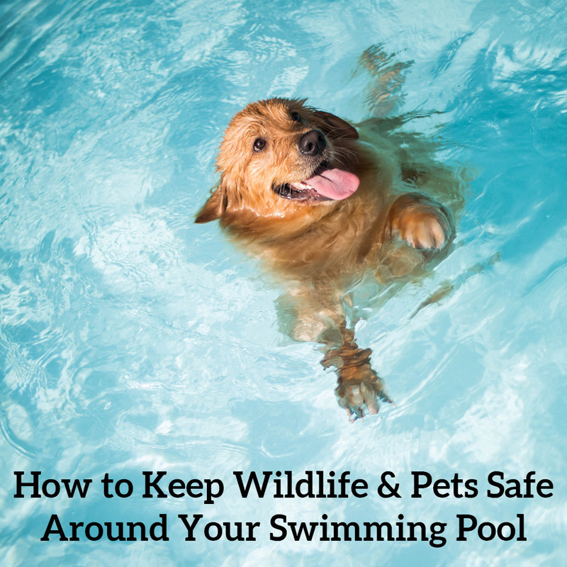 How to Keep Wildlife & Pets Safe Around Your Swimming Pool - Christmas ...