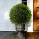 27" Upright Juniper Ball Topiary Tree in Urn - Unlit | Christmas Central