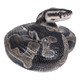 7.75" Regius Python Outdoor Garden Statue | Christmas Central
