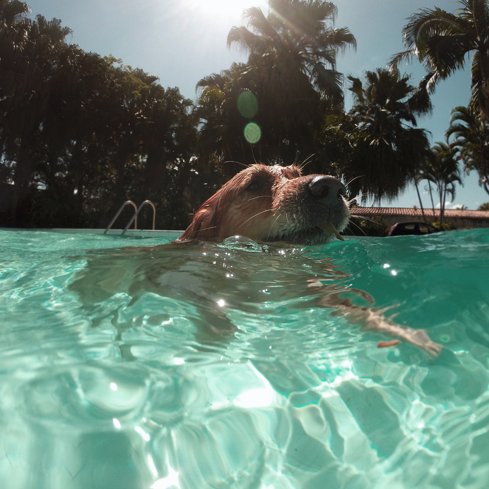 How to Keep Wildlife & Pets Safe Around Your Swimming Pool - Christmas ...