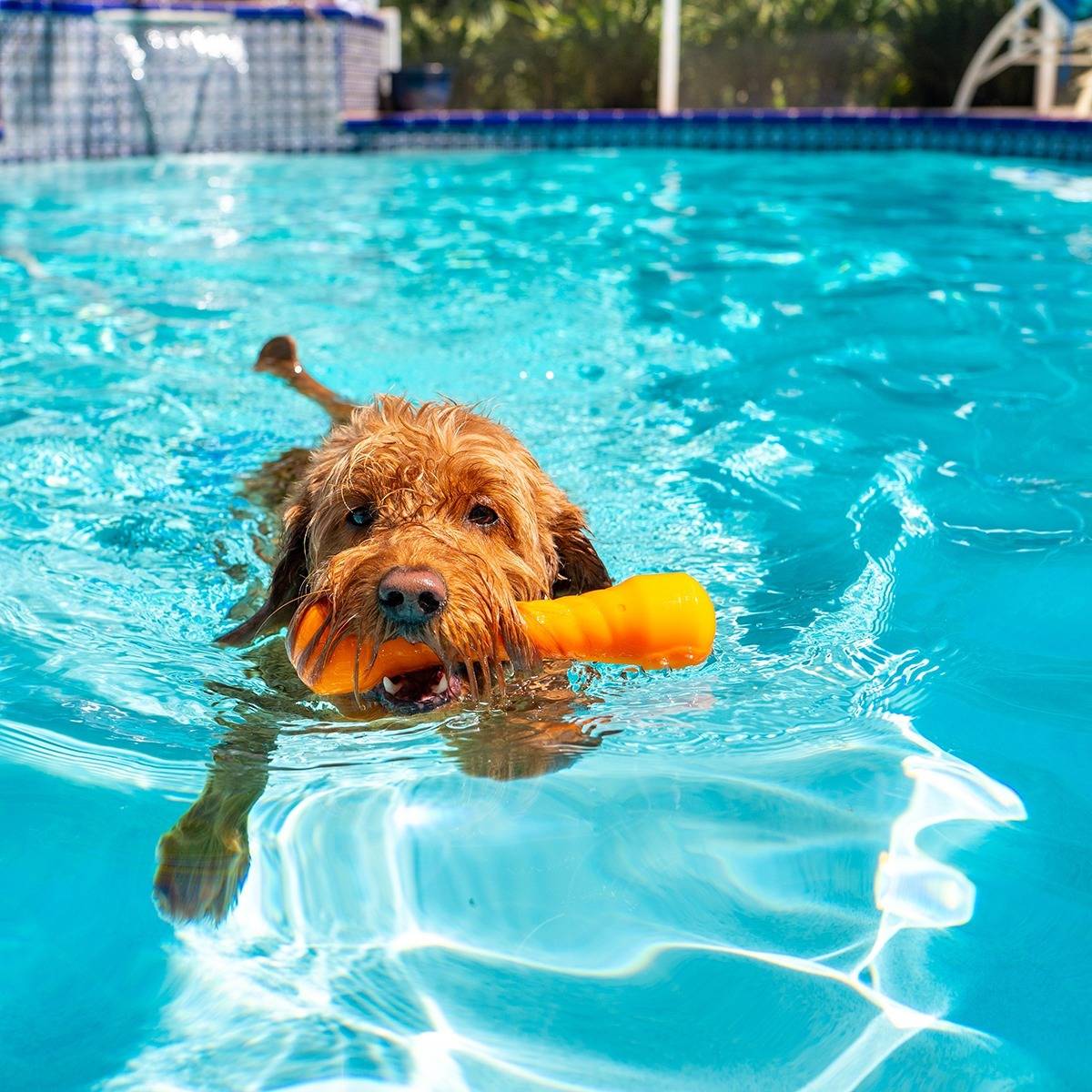 Protect Your Pup: 4 Essential Pool Safety Tips for Dog Owners ...