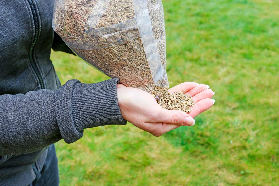 Overseeding a Football Pitch Guide - Turfix