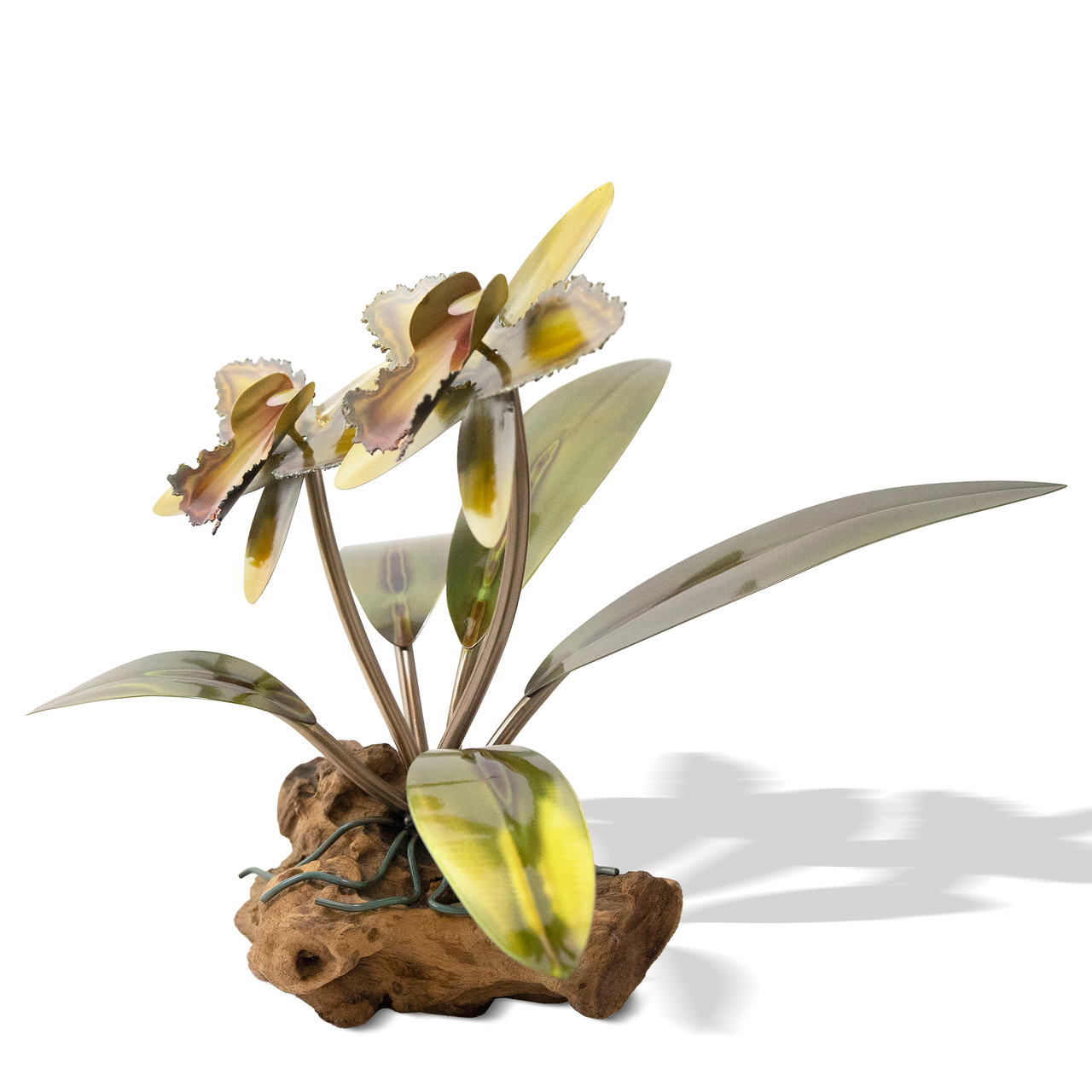 Table Top Orchid on Teak Root MM084