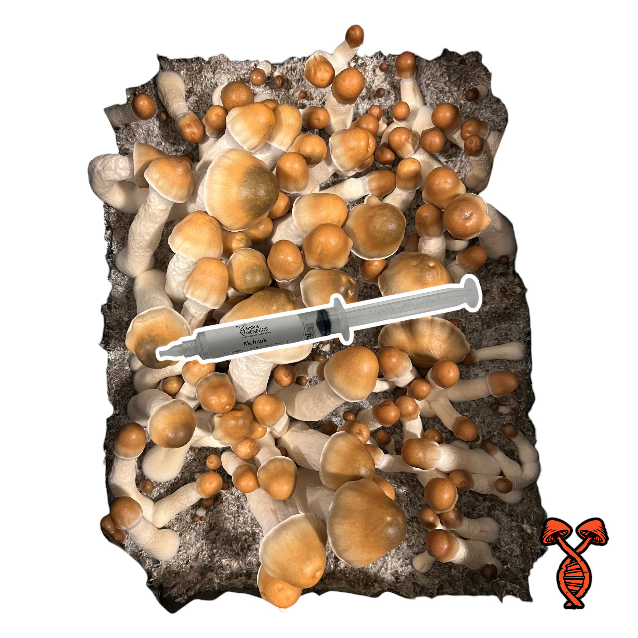 Isolated Spore Syringes Magic Mushroom Spore Syringes Spore