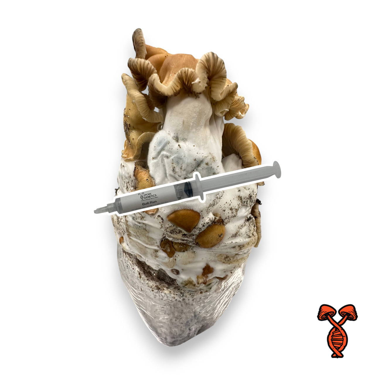Bull Run Mushroom Isolated Spore Syringe | Spore Genetics