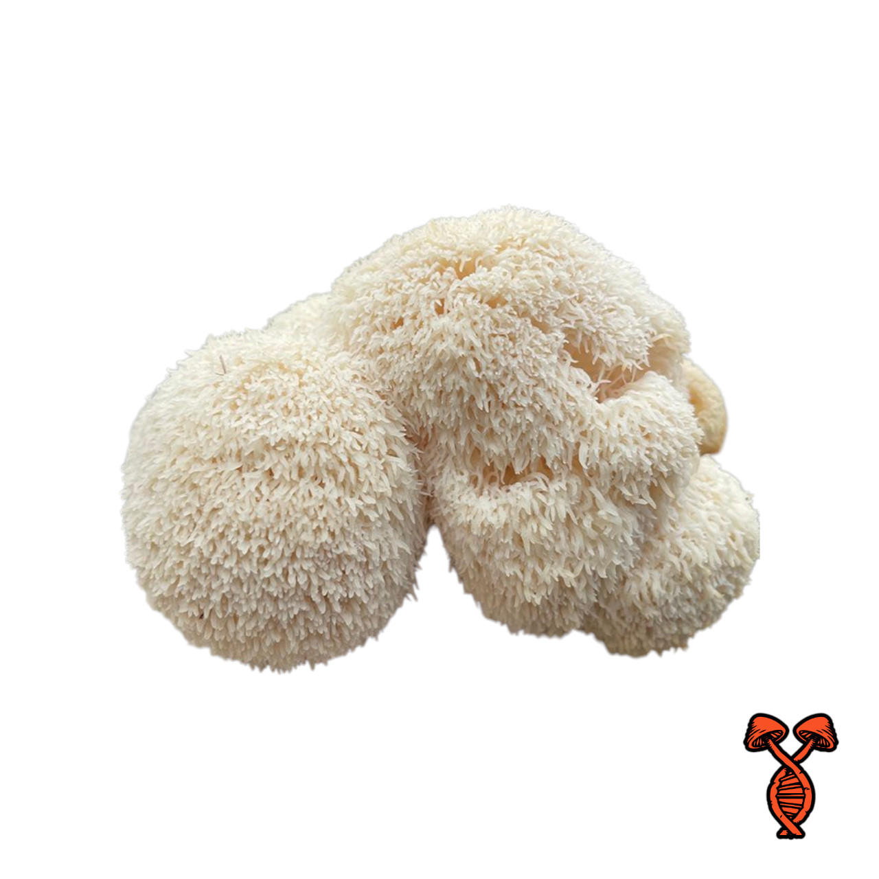 Lion's Mane Mushrooms - Spore Genetics