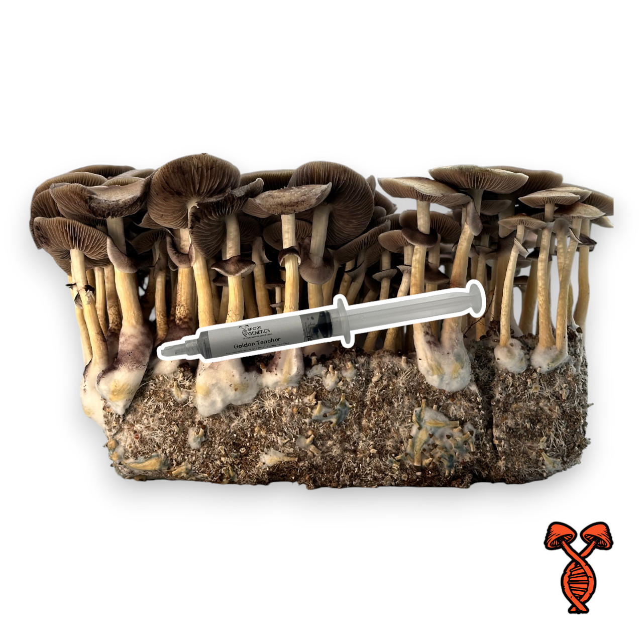 Microscopic World Purple Mystic Spore Syringe - Spore Genetics