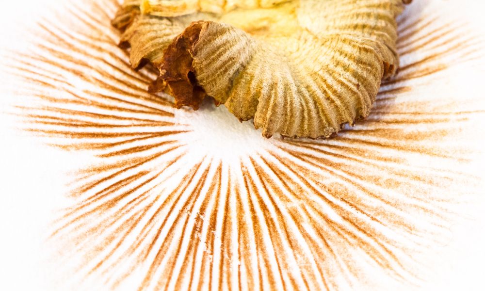 Benefit of Mushroom in the Body | Spore Genetics - Spore Genetics