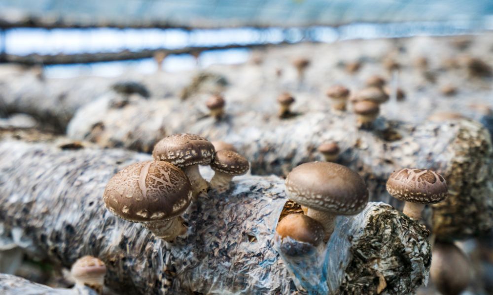 5 Common Signs of Contamination in Mushroom Cultivation - Spore Genetics