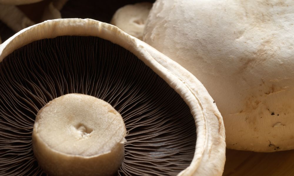 Spore Syringe vs. Liquid Culture: What Are the Differences? - Spore ...