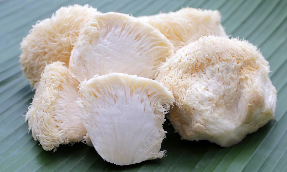 What To Know About Lion’s Mane Mushrooms - Spore Genetics