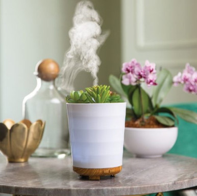 Potted Succulent Medium Diffuser - Waxhaw Candle Co.