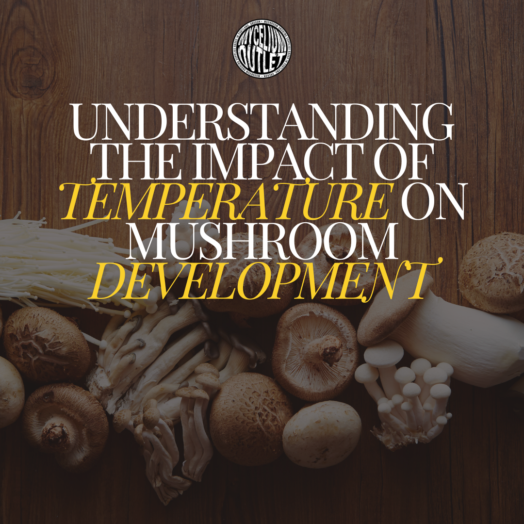 How Temperature Affects Mushroom Growth: Key Insights - Mycelium Outlet