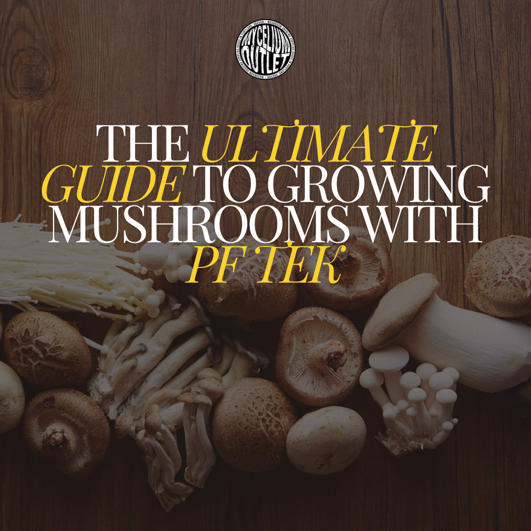PF Tek Explained: A Comprehensive Mushroom Growing Tutorial - Mycelium ...