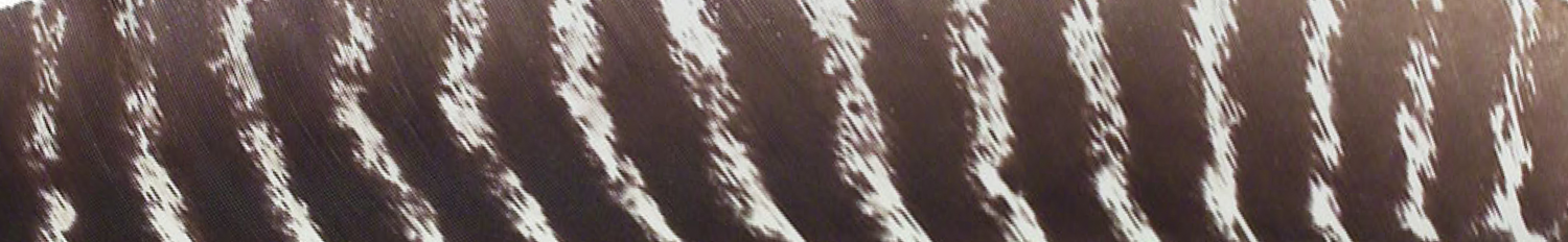 Arrow Wraps-turkey wing feather - Onestringer