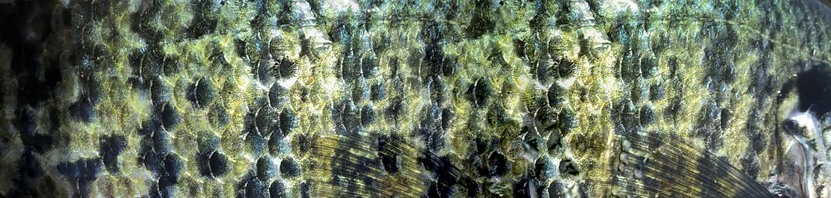 Arrow Wraps-Crappie Fish Skin - Onestringer