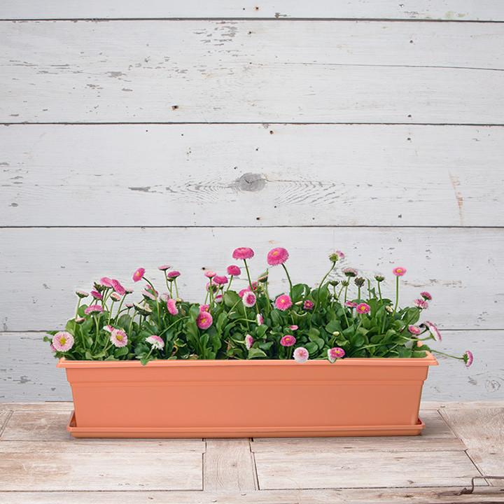 countryside-flower-box-trays-root-vessel