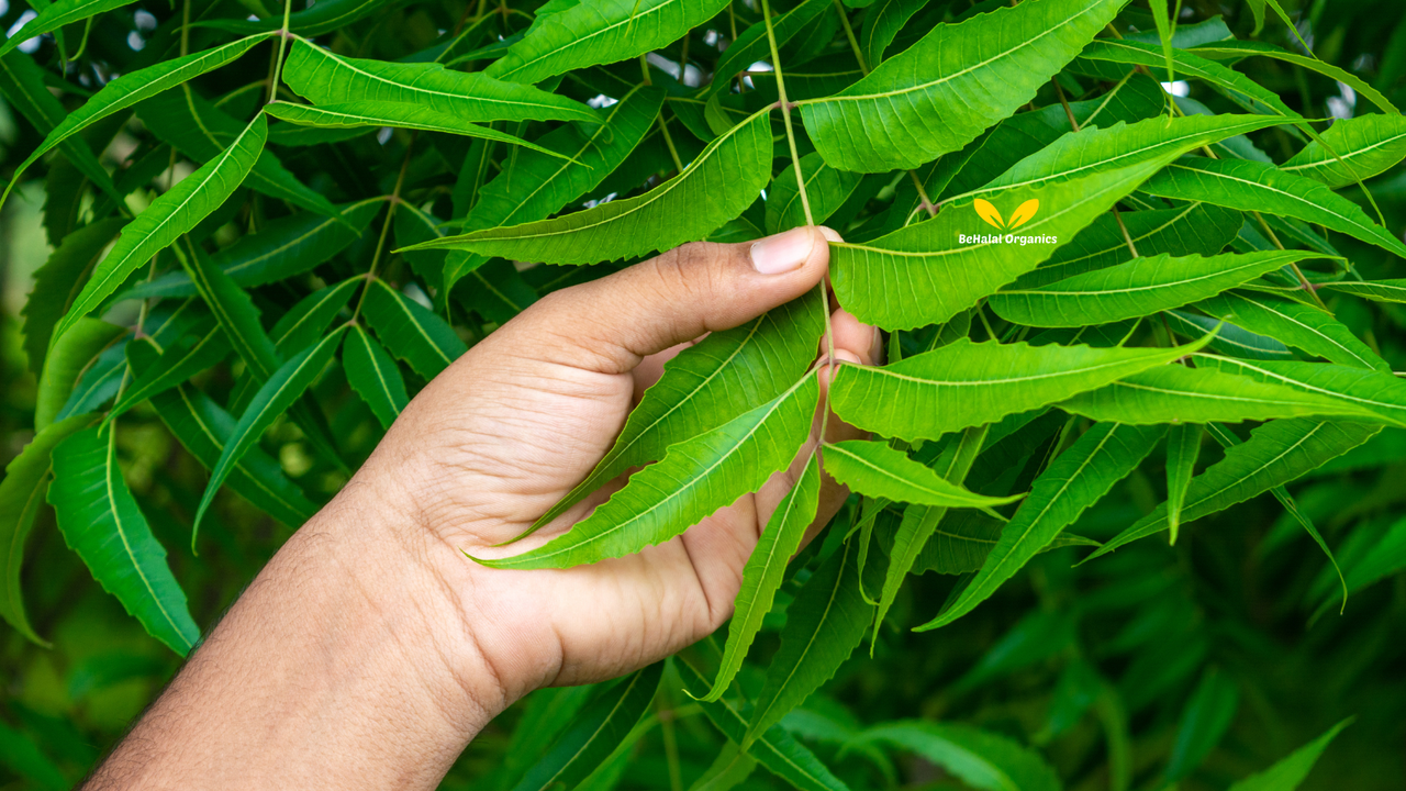The Benefits of Bangalala - Behalal Organics