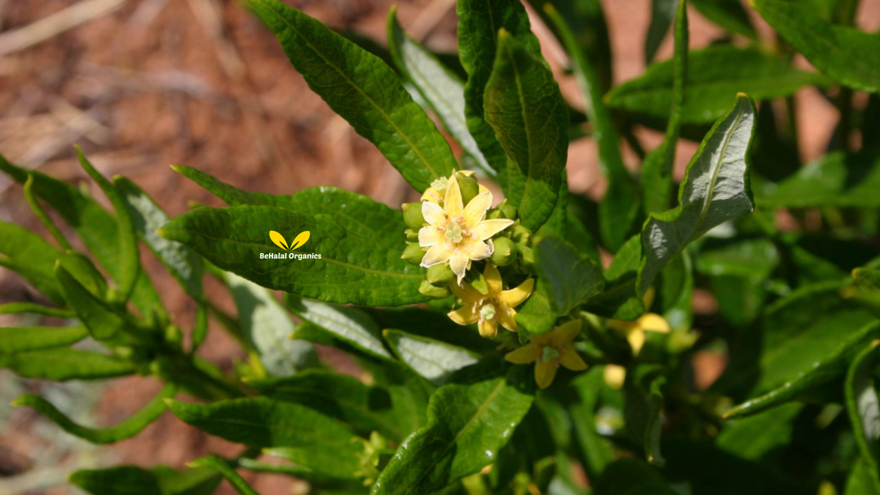 The Benefits of Bangalala - Behalal Organics