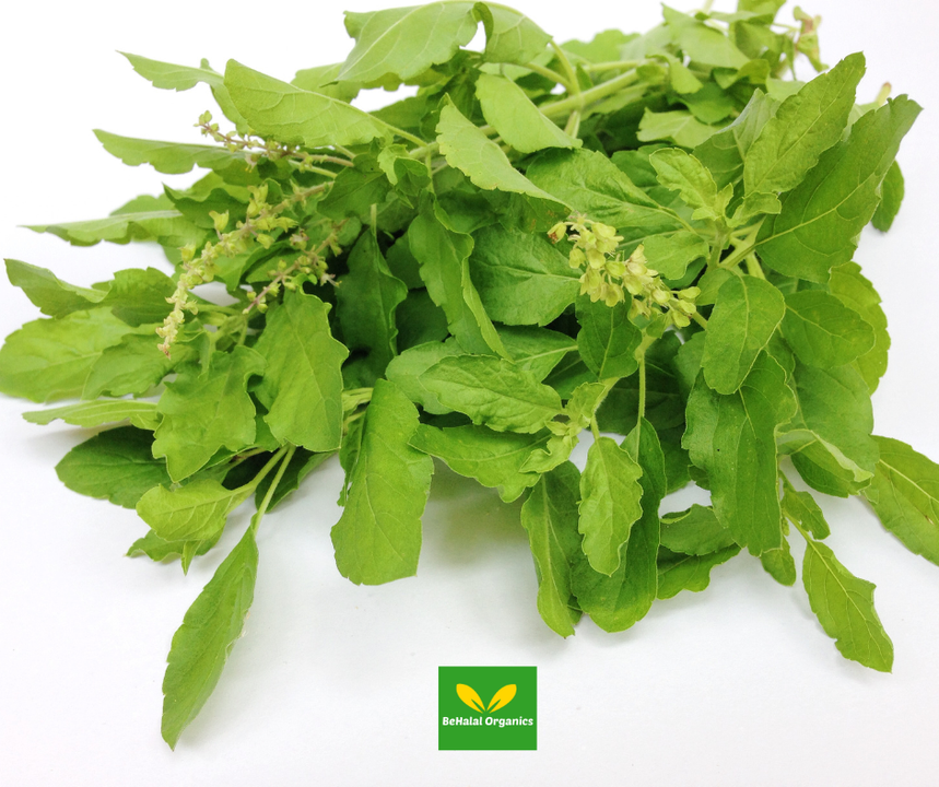 Tulsi Leaf: The Sacred Herb of Ayurveda - Behalal Organics