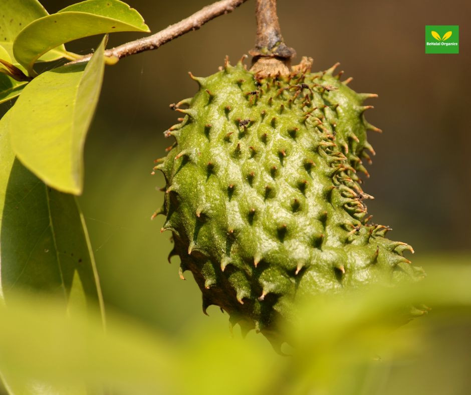 The Benefits of Bangalala - Behalal Organics