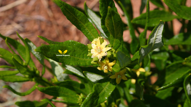 The Benefits of Bangalala - Behalal Organics