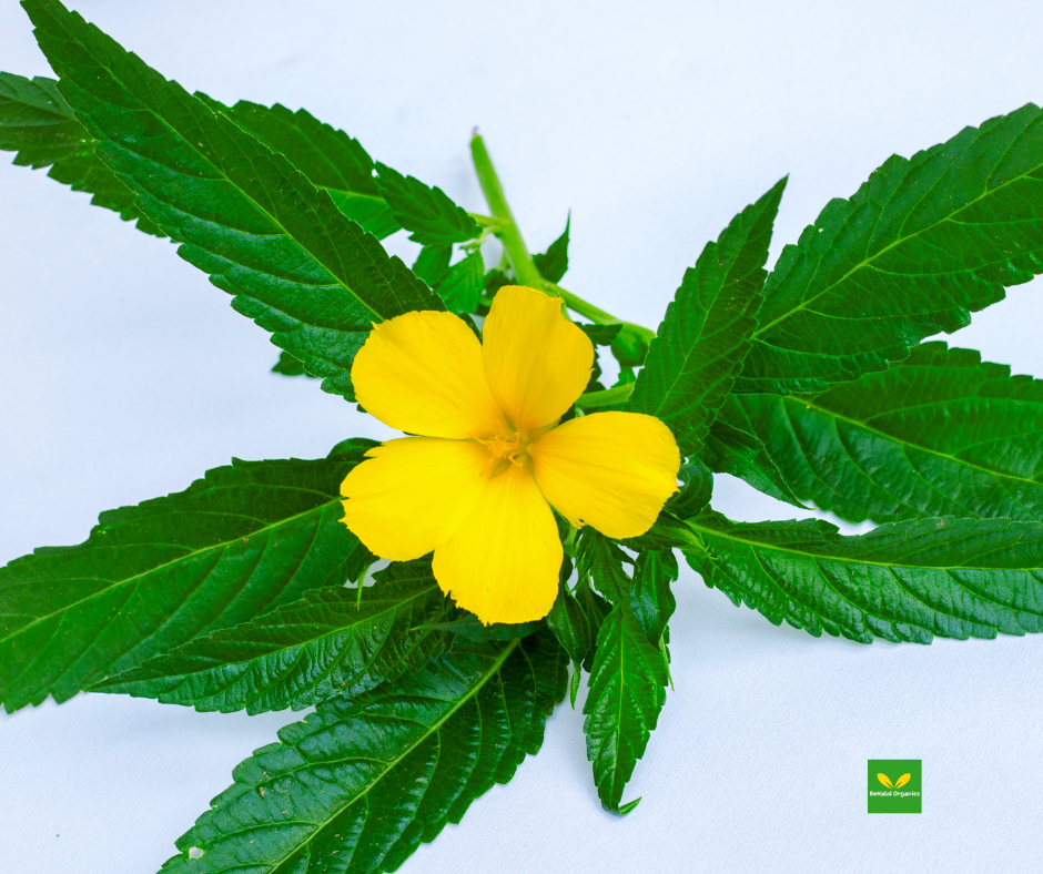 The Health Benefits of Damiana - Behalal Organics