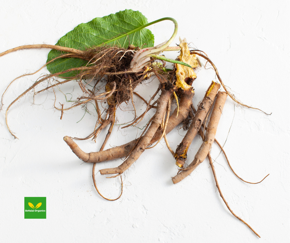 Benefits of Yellow Dock Root: Nature's Wellness Ally - Behalal Organics