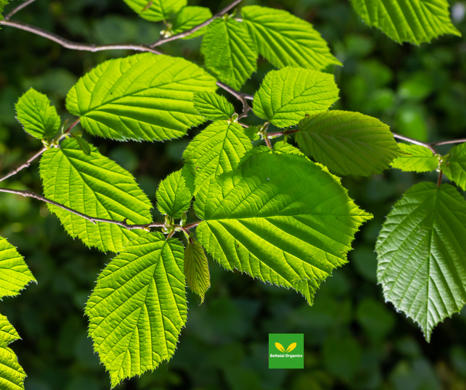 The Benefits of Slippery Elm: Nature's Soothing Secret - Behalal Organics