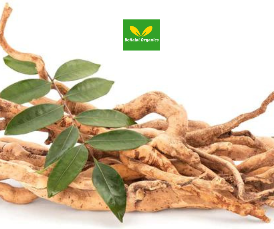 Longjack Tongkat Ali Benefits: Unveiling Unique Advantages - Behalal ...