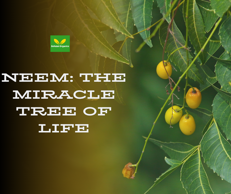 Neem: The Miracle Tree of Life - Behalal Organics
