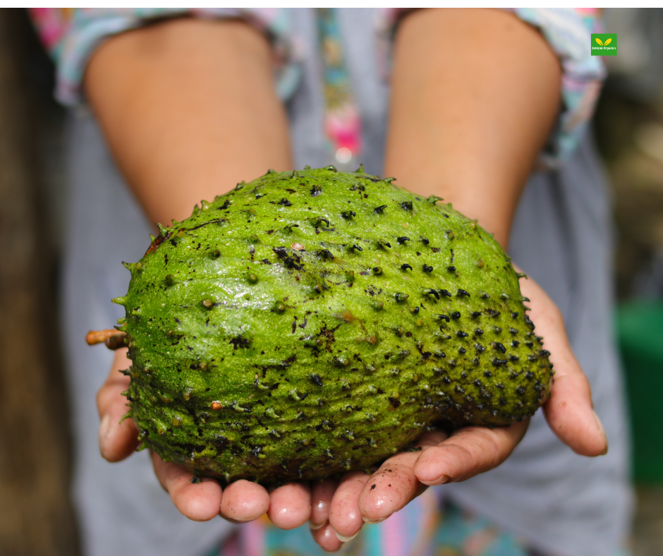 Soursop: The Complete Guide to This Tropical Wonder - Behalal Organics