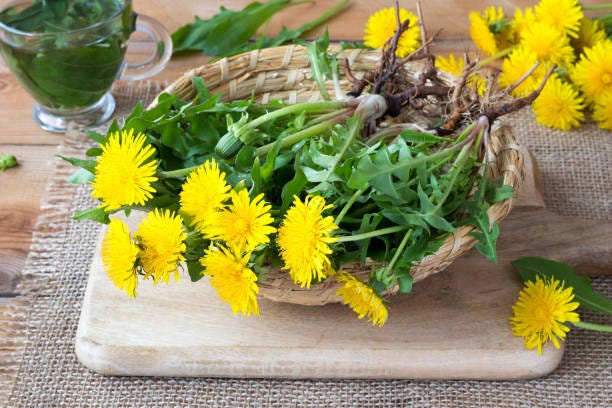 Discover 5 Effective Ways to Use Dandelion Roots for Better Health ...