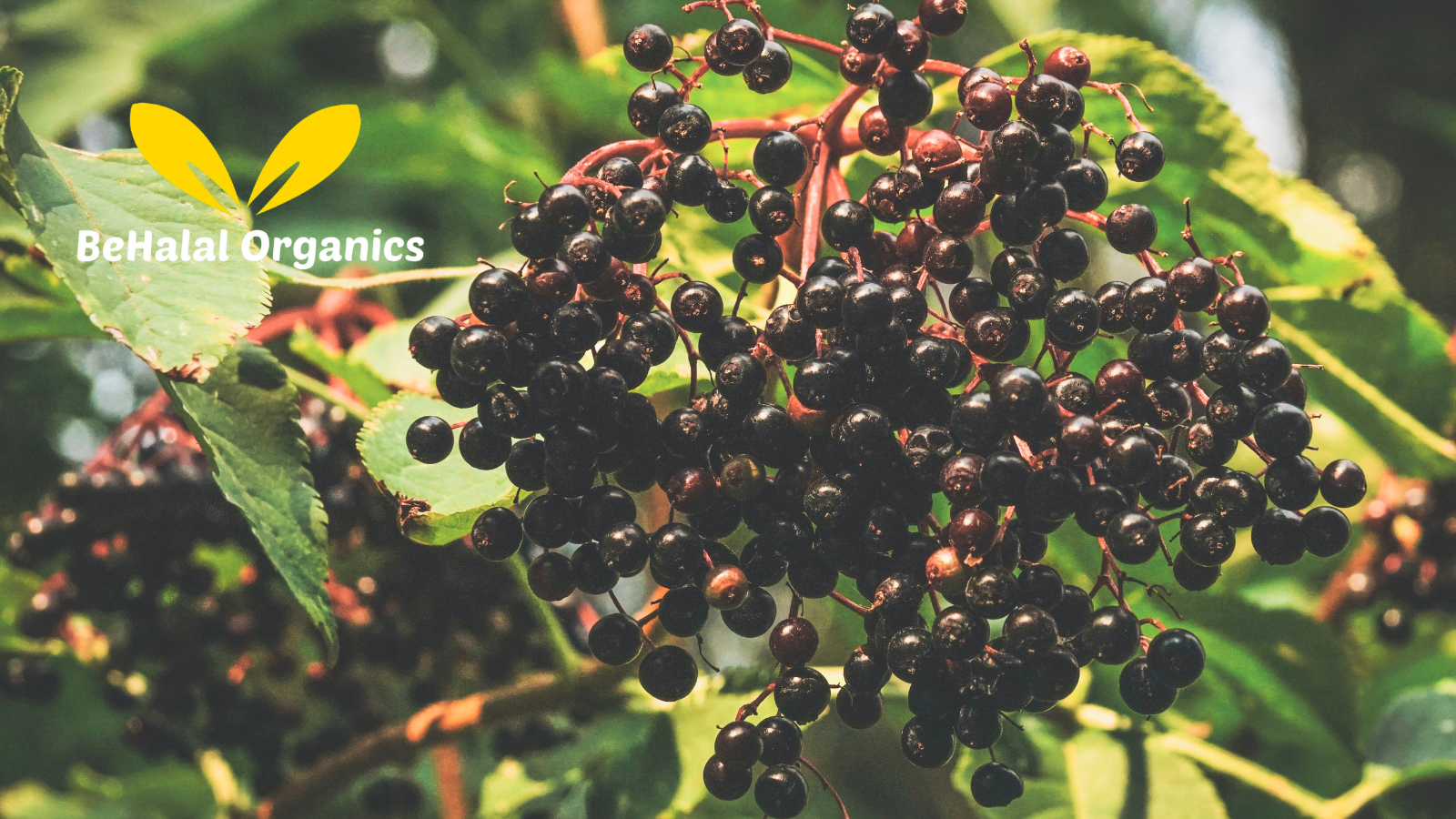 Elderberry Explained: Nutritional Value, Benefits, and Best Ways to ...