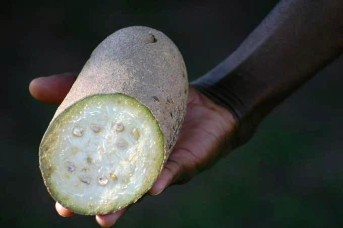 Sausage Fruit: The Unique and Nutritious Tropical Delight - Behalal ...