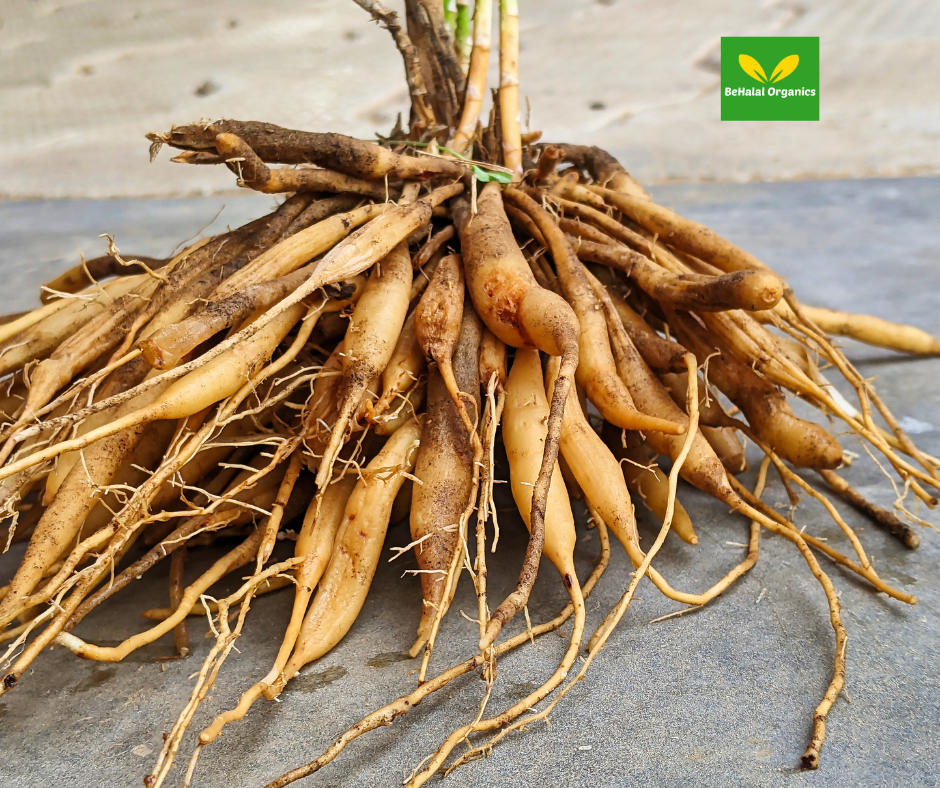 Shatavari: Ultimate Guide to Ayurvedic Healing - Behalal Organics