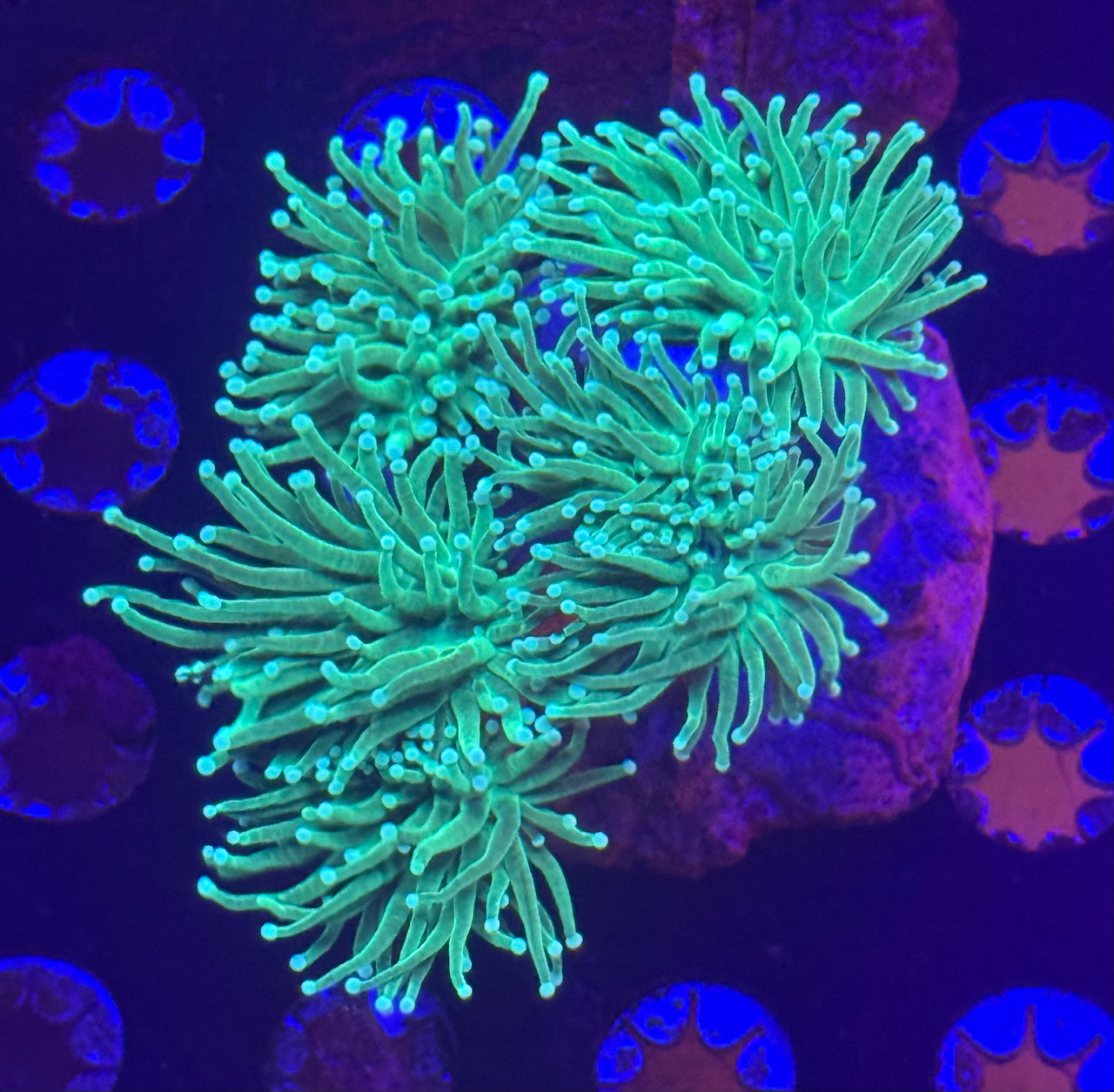 Green Light Torch Colony