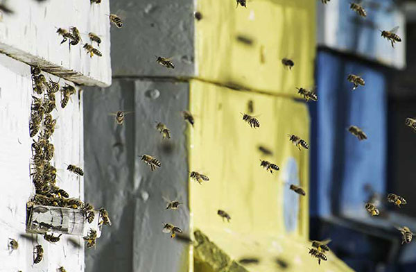 What’s all the buzz about Bee Pollen? - BioBalance New Zealand