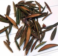 Labrador Tea - A Patriot Tea - Screen Tea, Inc.