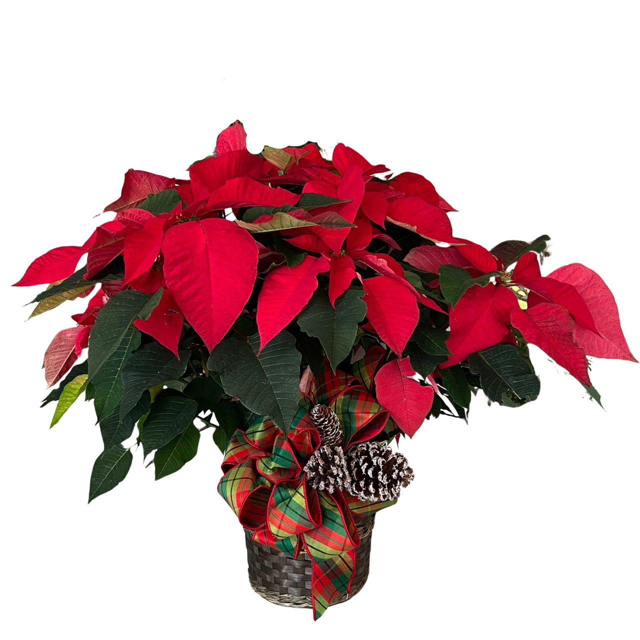 Best Florist in Williamsburg VA | Fast Delivery | Morrison Flower