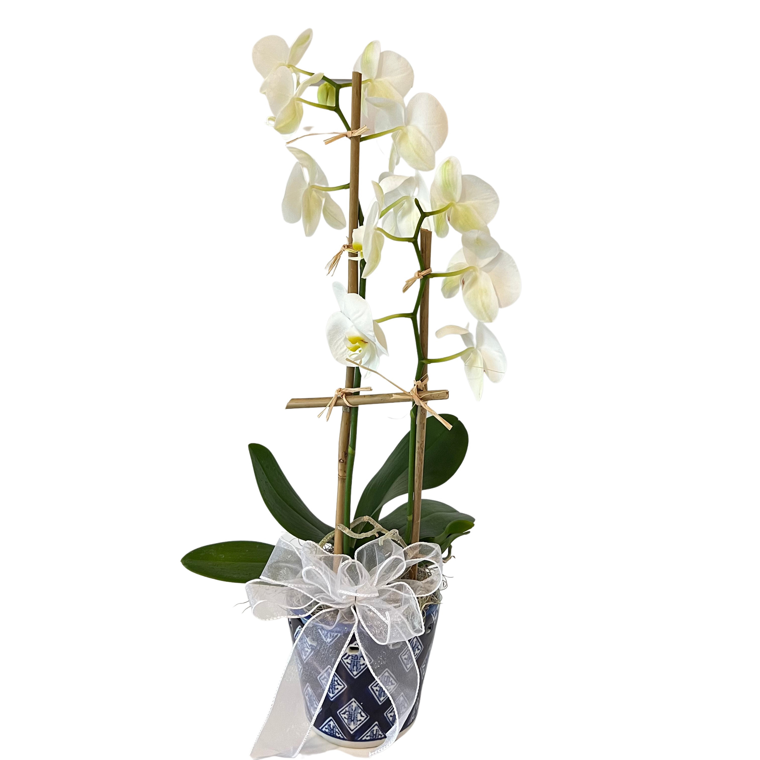 Williamsburg Florist - Flower Delivery by Morrison's Flowers & Gifts